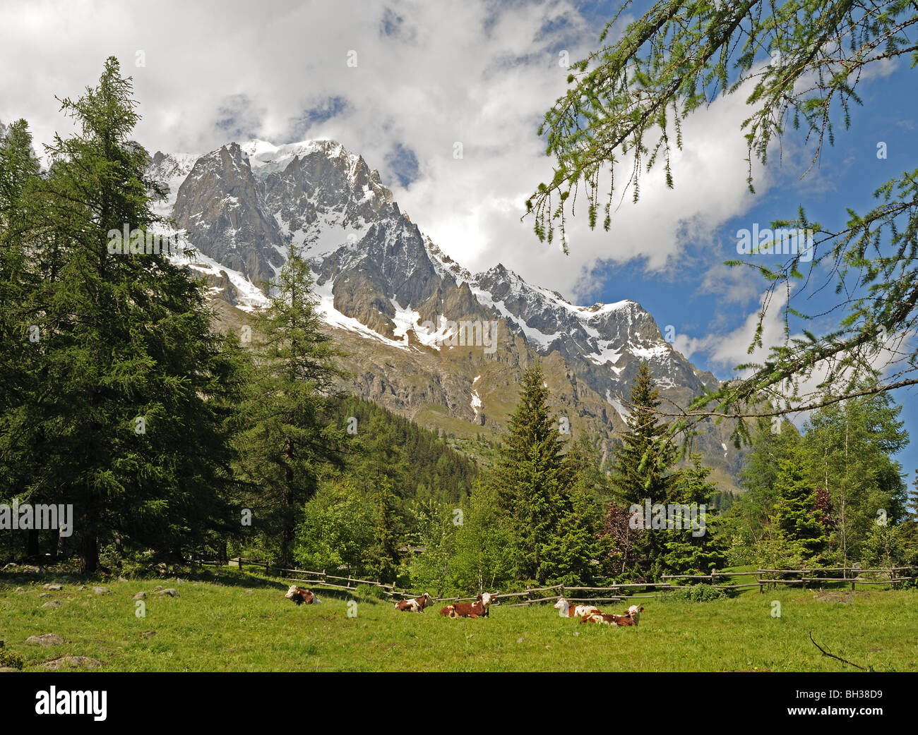 Alpine meadow with cows and fence with peaks of Grandes Jorasse seen ...