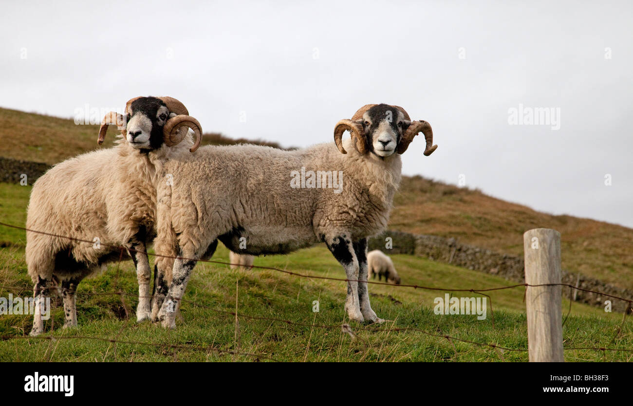 Pair of Swaledale Rams with magnificent horns in North Yorkshire Stock ...