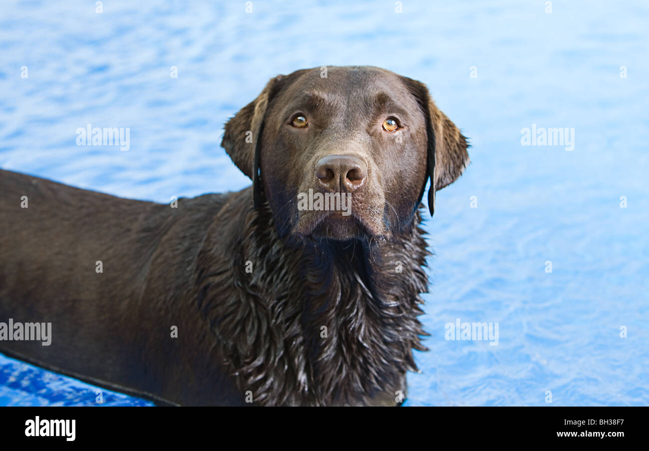 Shot of a Chocolate Labrador in the Swimming Pool Stock Photo - Alamy