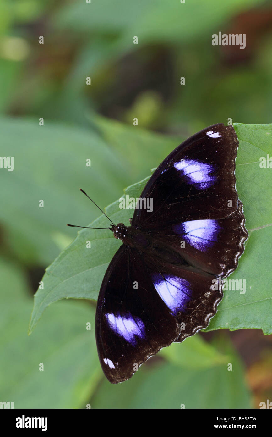Hypolimnas hi-res stock photography and images - Alamy