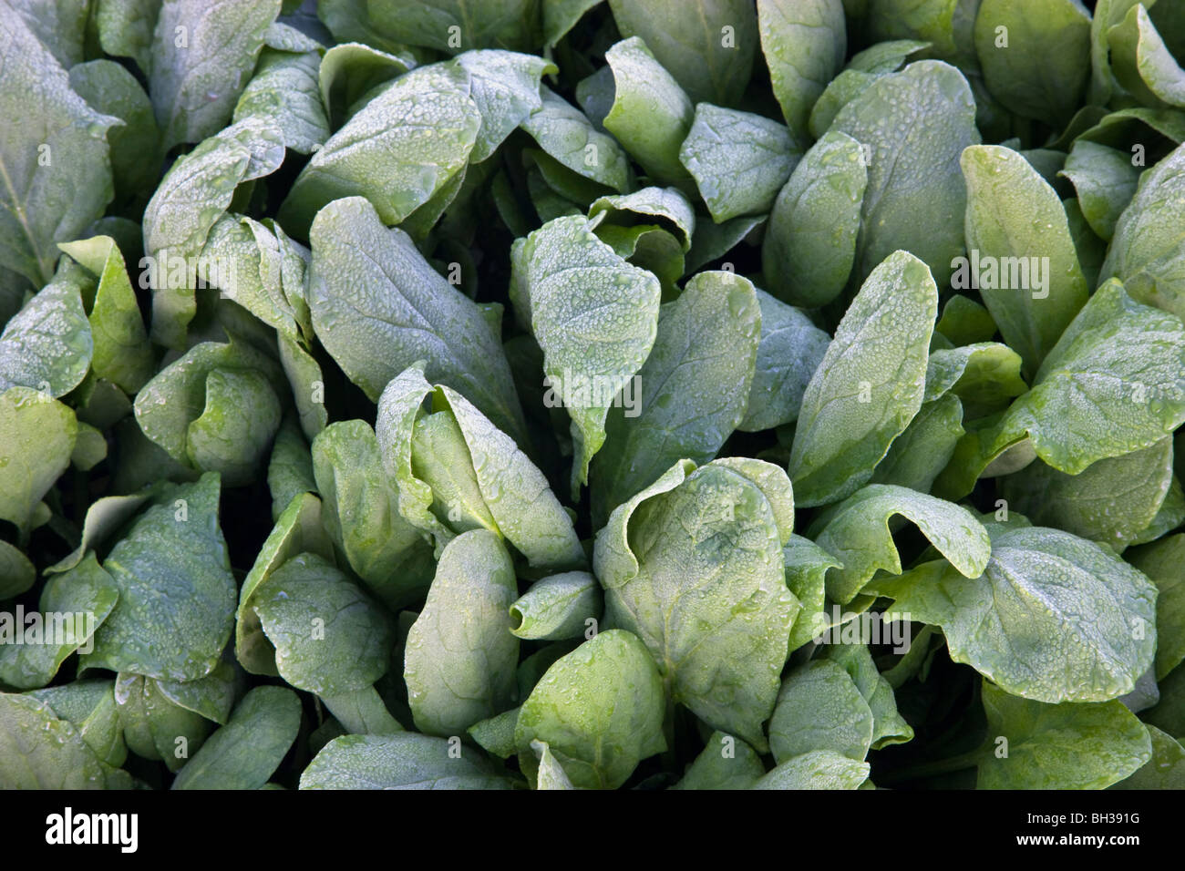 Baby spinach growing hi-res stock photography and images - Alamy