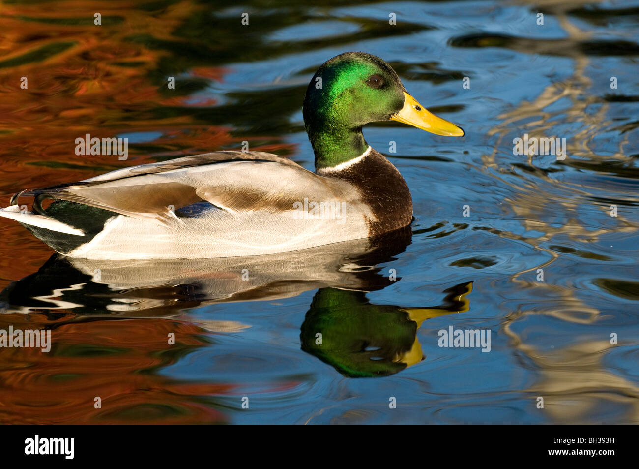Male Mallard duck and fall colors reflecting on the water Stock Photo ...