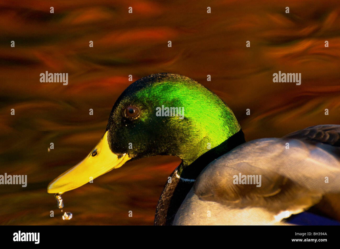Male Mallard duck and fall colors reflecting on the water Stock Photo ...