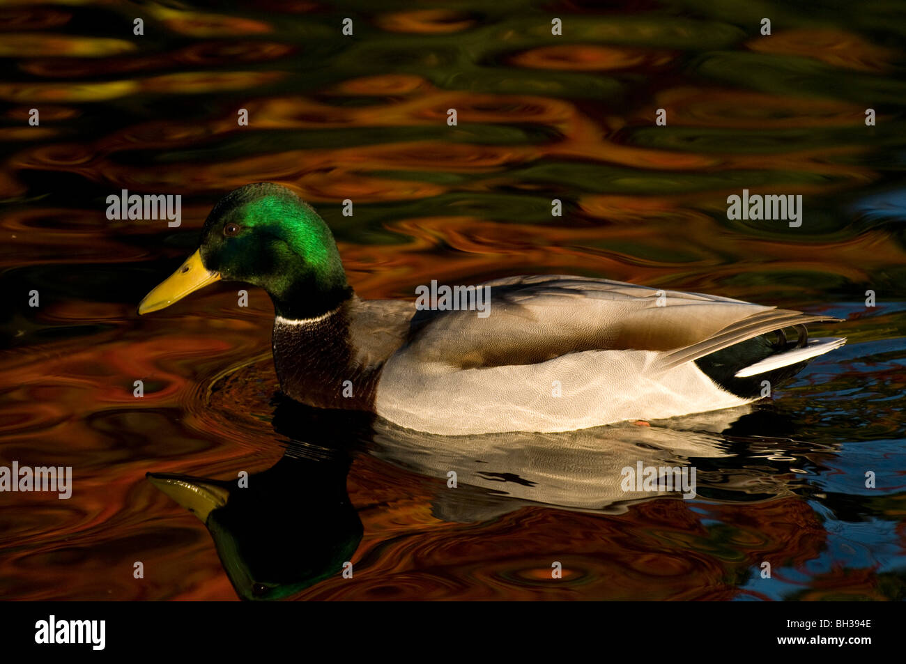 Male Mallard duck and fall colors reflecting on the water Stock Photo ...