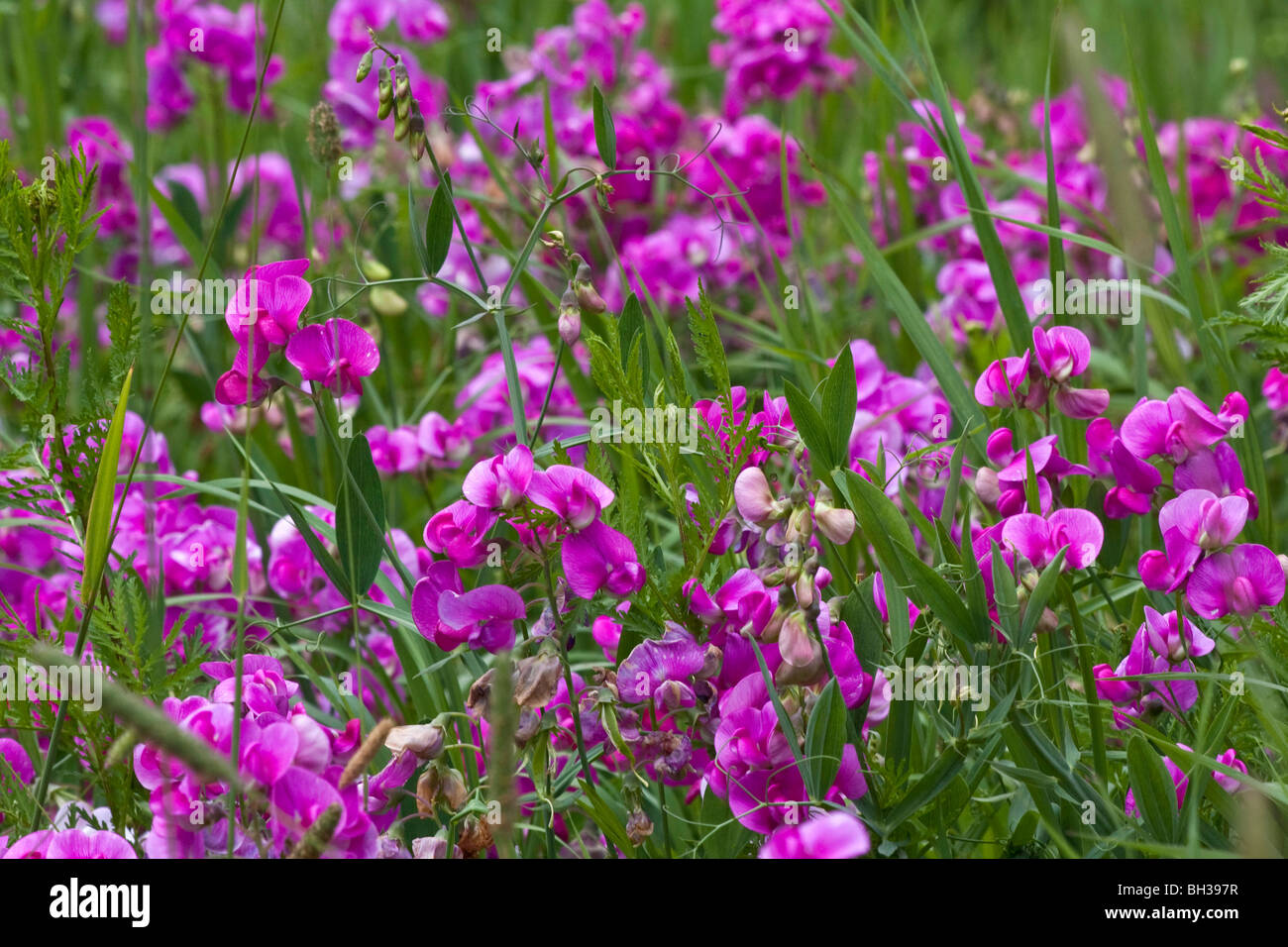 Lathyrus odoratus matucana purple Sweet Pea Sweetpea wild flowers ...