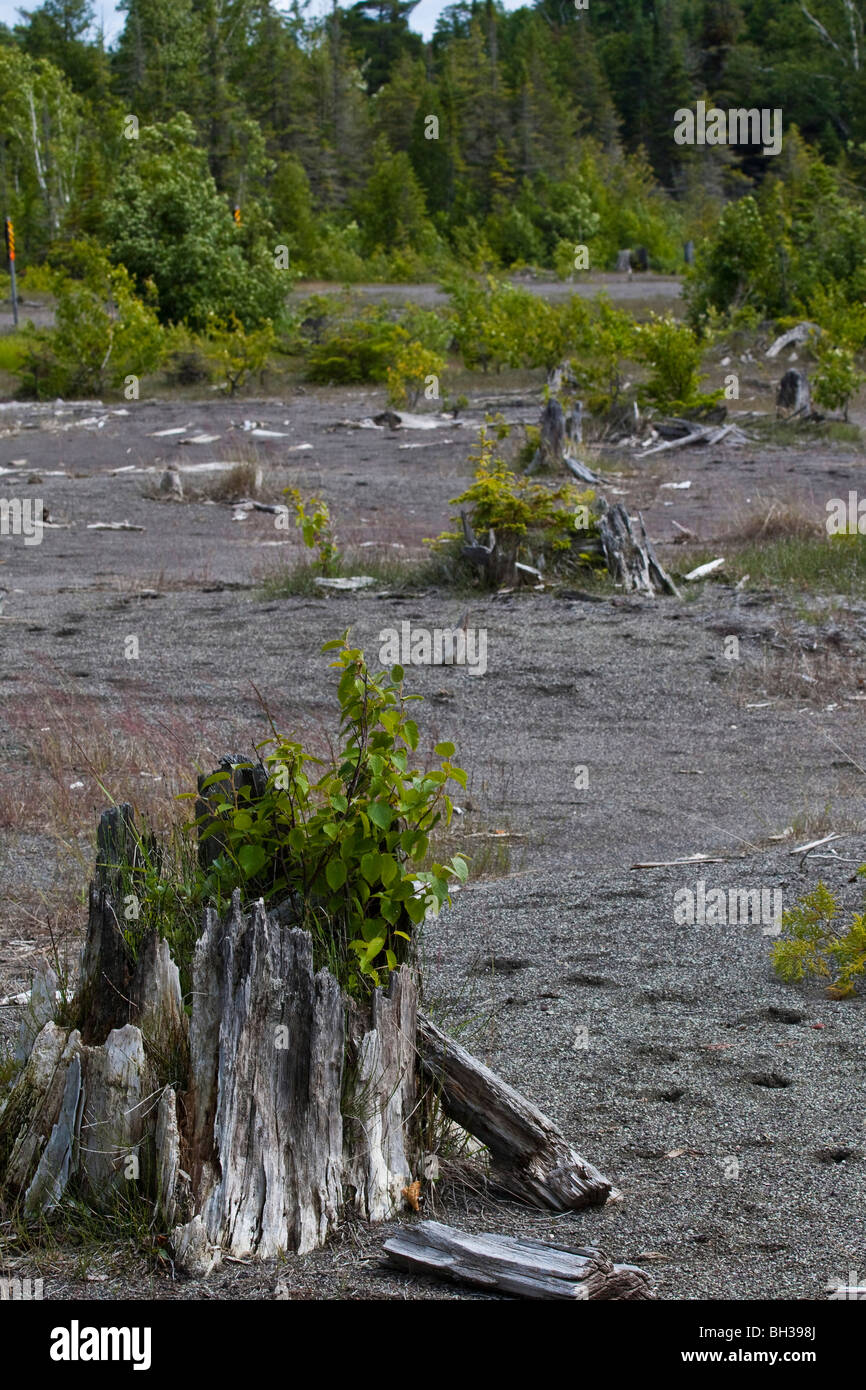 Natural disaster tree stump in forest in USA Stock Photo - Alamy