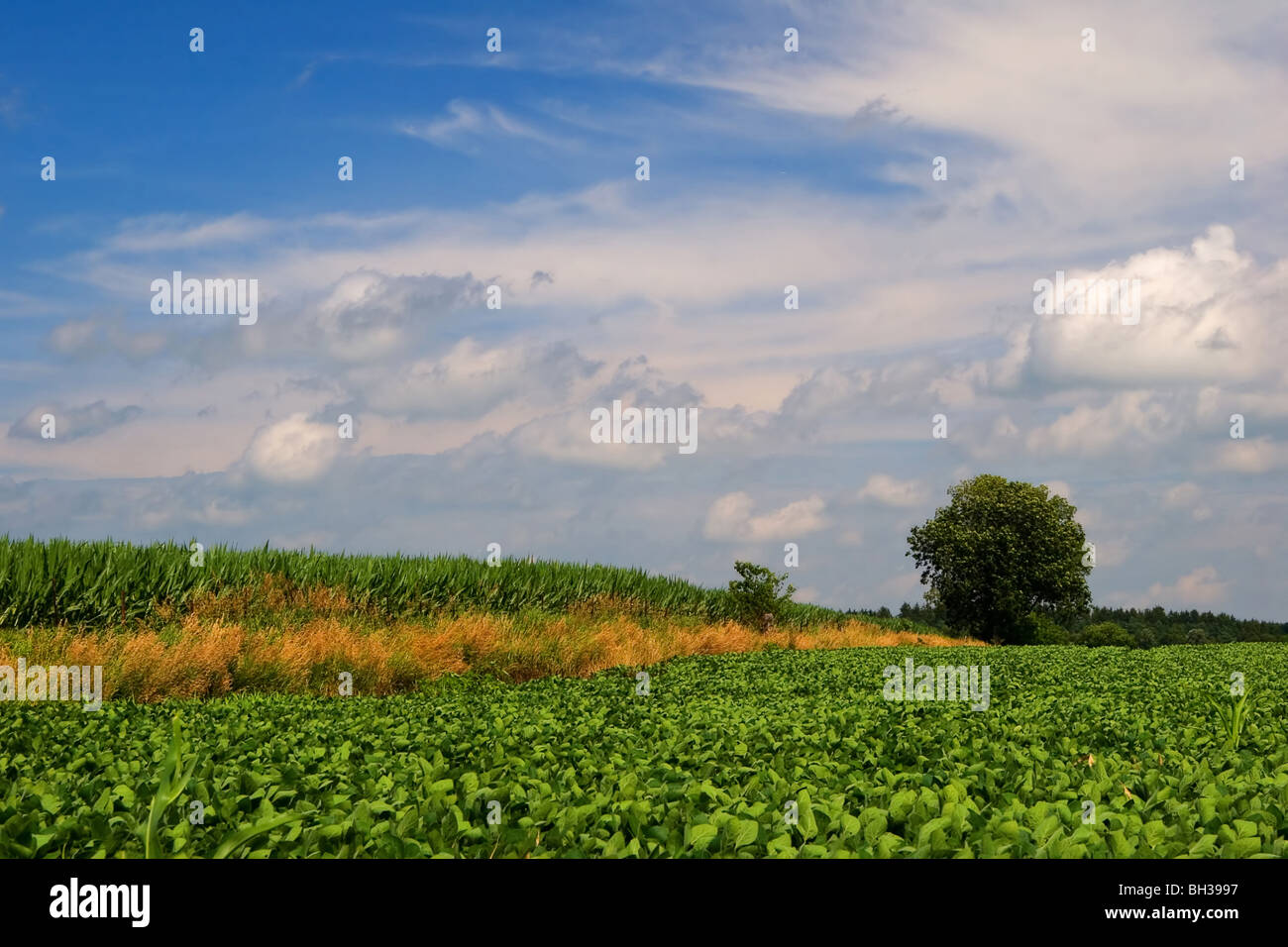 Illinois Yellow and green Field of soybean crop. With corn in the ...