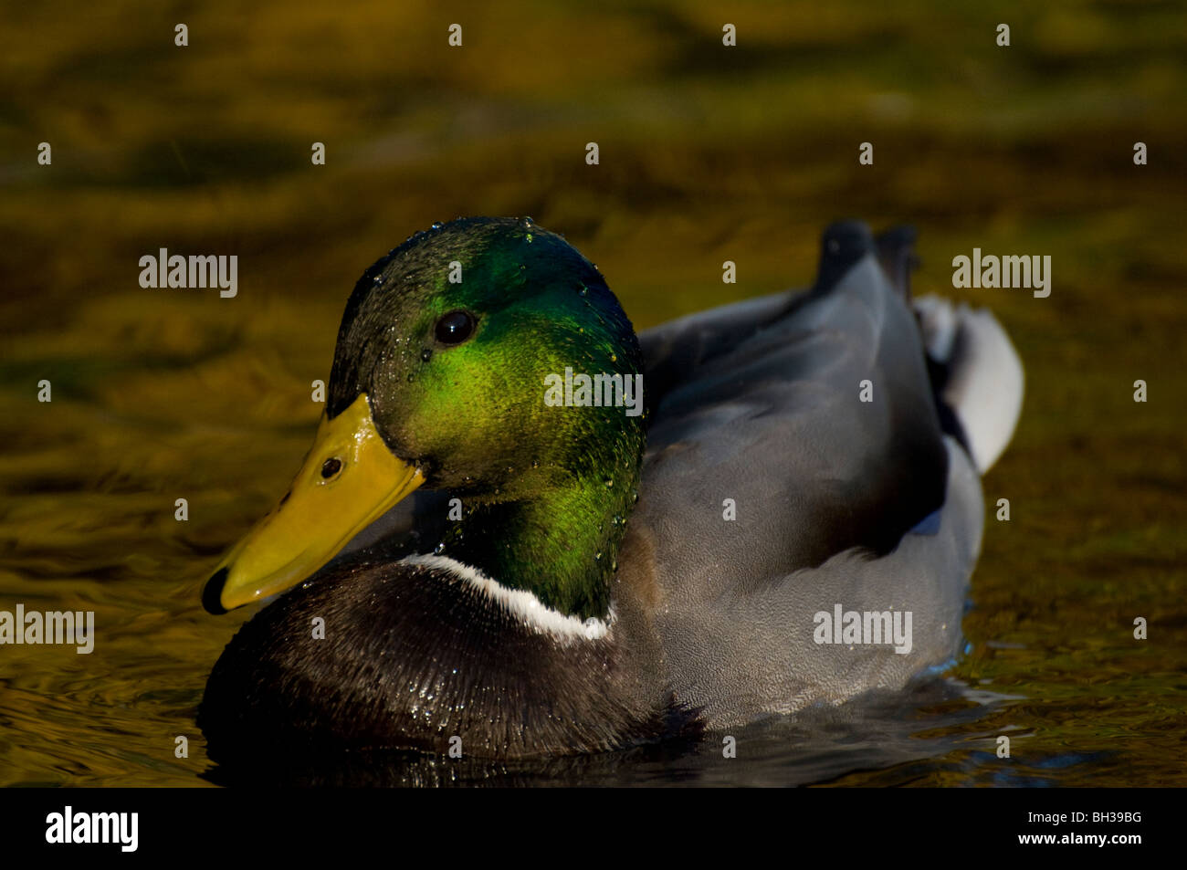 Male Mallard duck and fall colors reflecting on the water Stock Photo ...