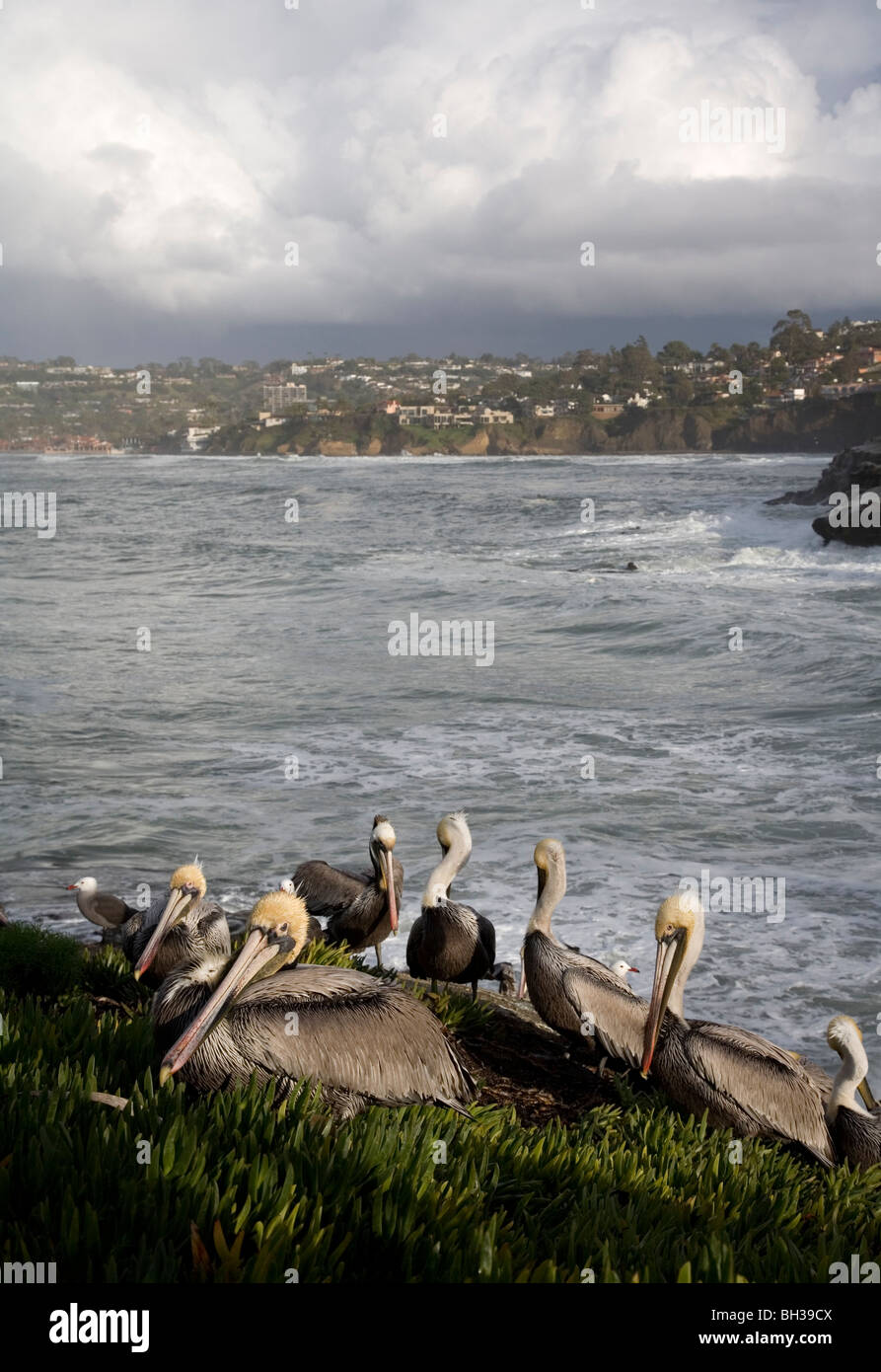 California Brown Pelicans (Pelecanus occidentalis californicus) at La ...
