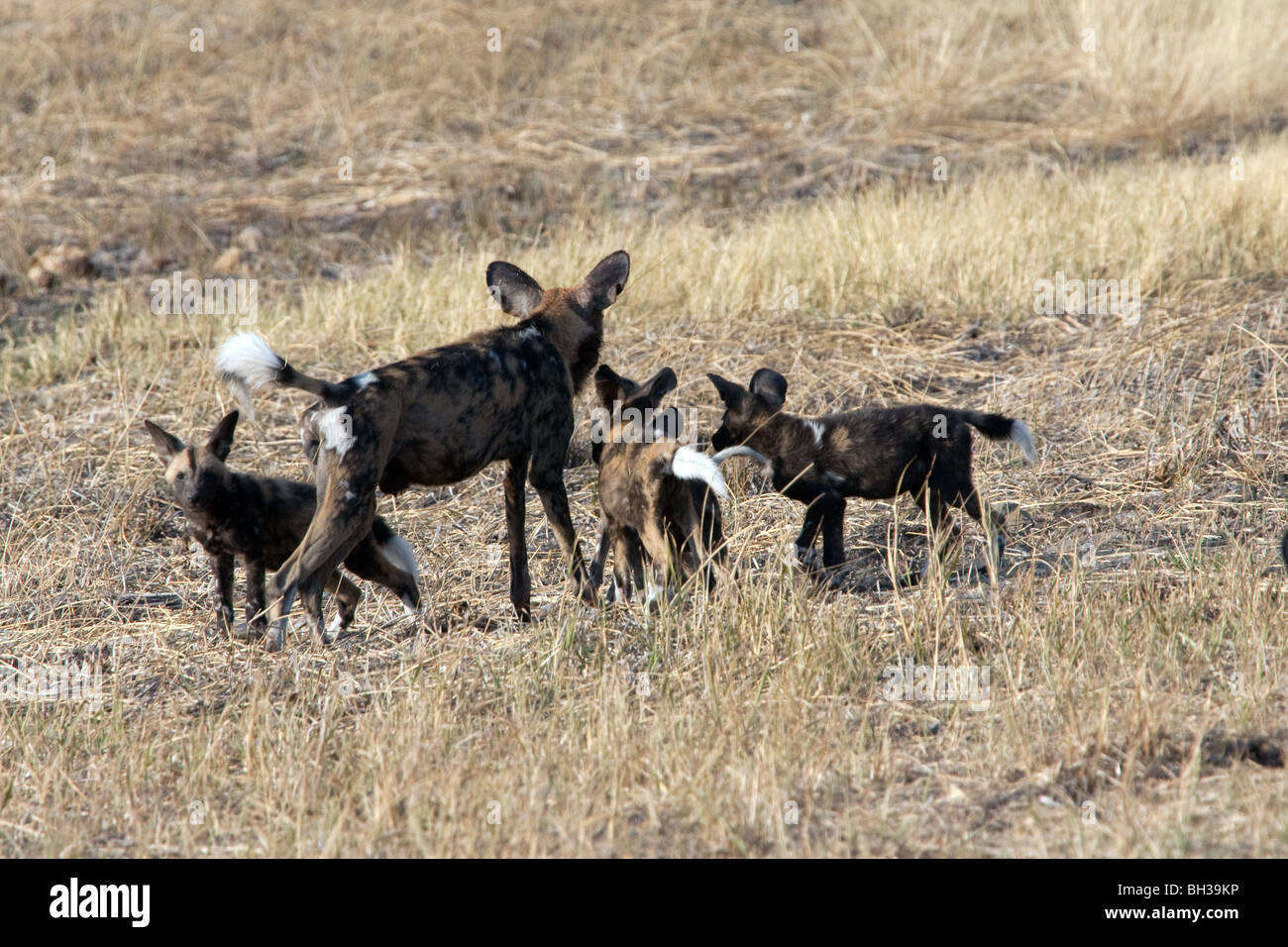 Botswana Wild Dogs African Wild Dog Stock Photo - Alamy