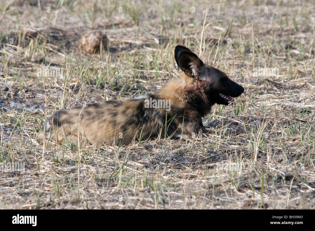 Botswana Wild Dogs African Wild Dog Stock Photo - Alamy