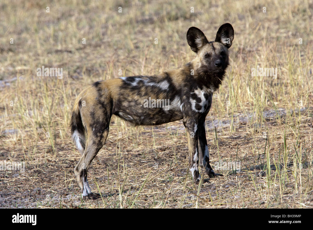 Botswana Wild Dogs African Wild Dog Stock Photo - Alamy
