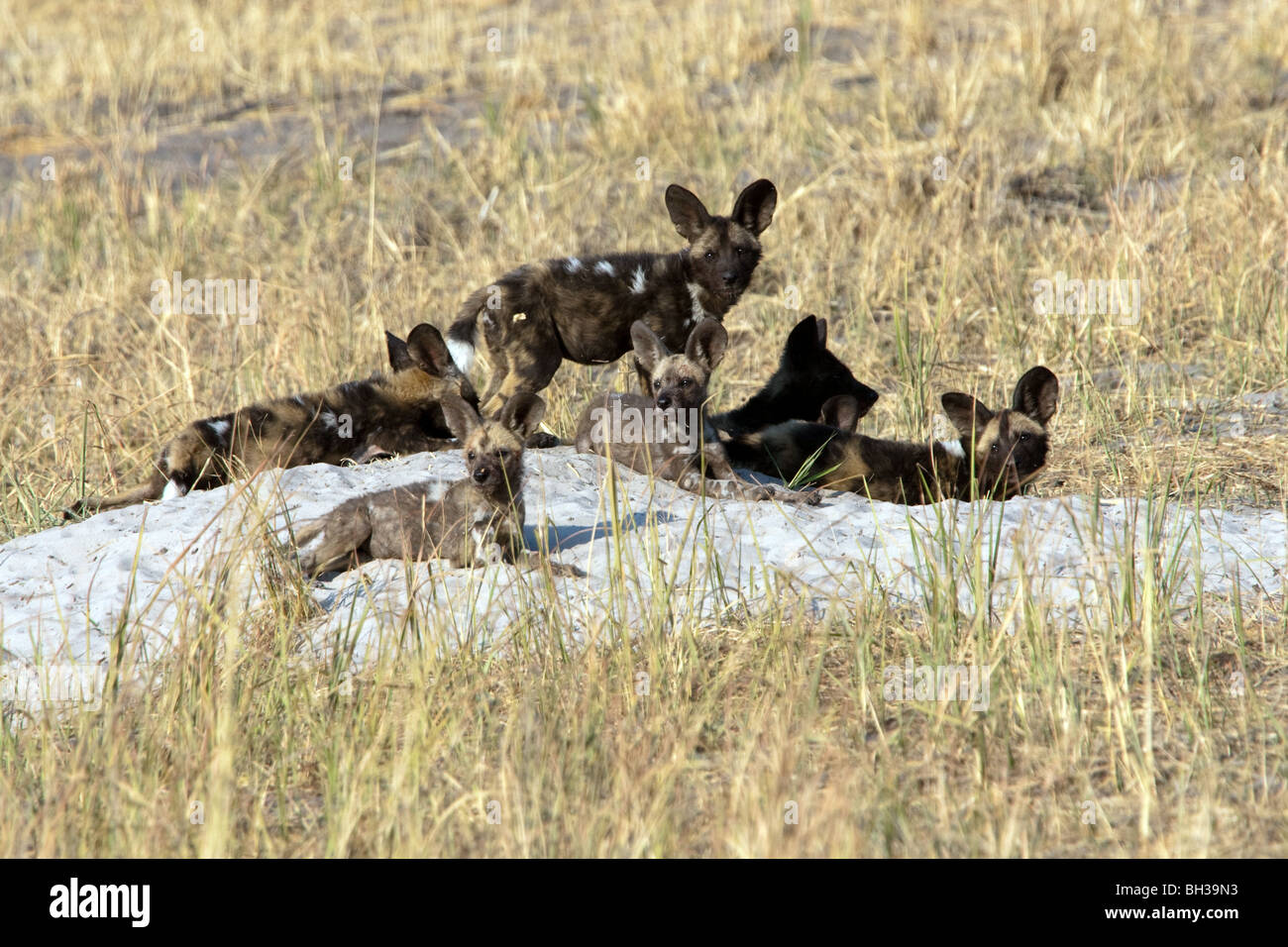 Botswana Wild Dogs African Wild Dog Stock Photo - Alamy