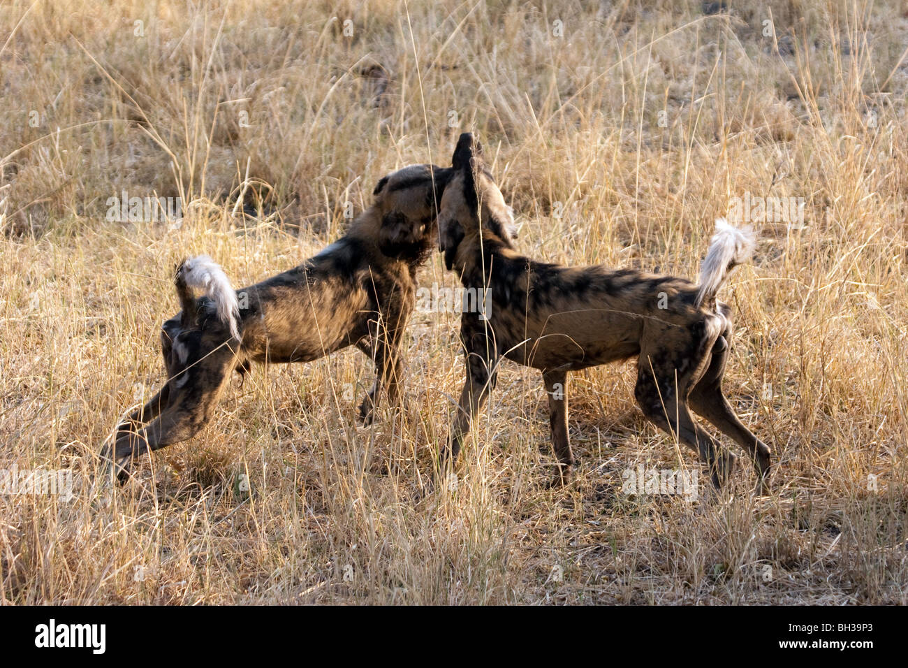 Botswana Wild Dogs African Wild Dog Stock Photo - Alamy
