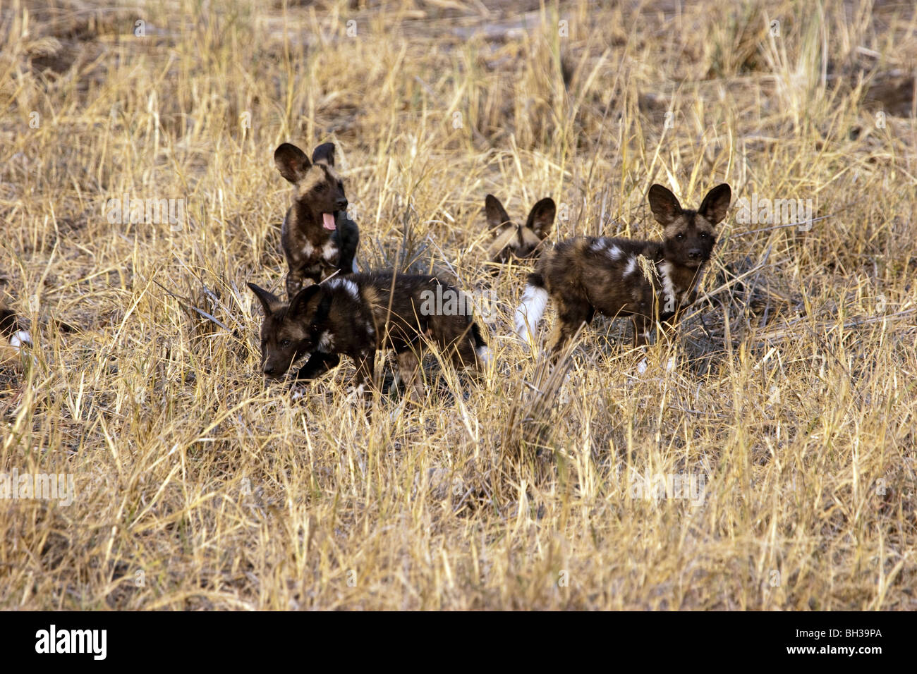 Botswana Wild Dogs African Wild Dog Stock Photo - Alamy