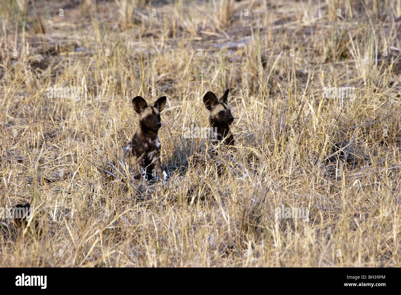Botswana Wild Dogs African Wild Dog Stock Photo - Alamy