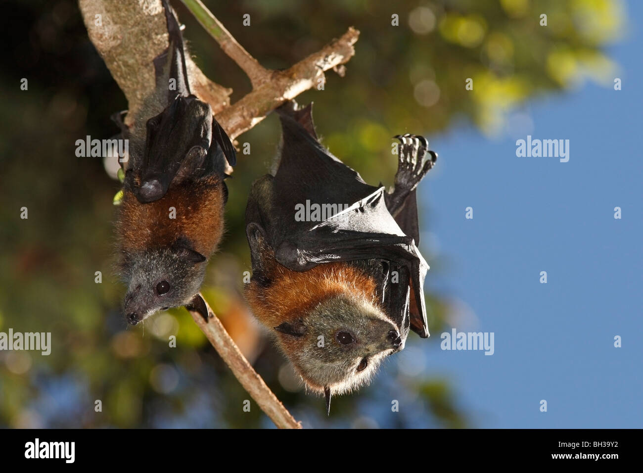 Flying foxes hi-res stock photography and images - Alamy