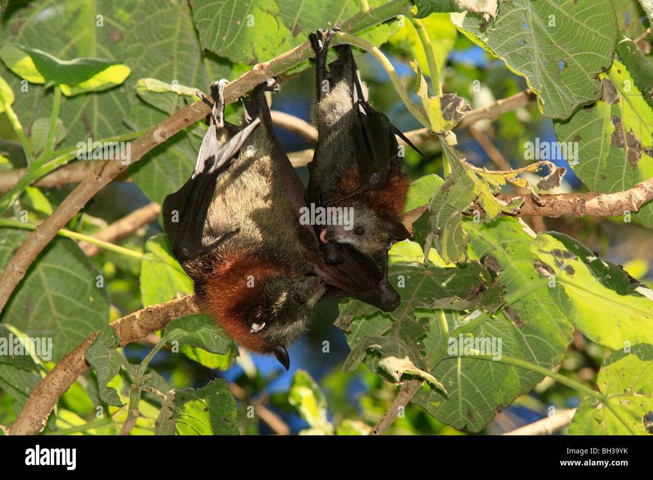 Flying foxes hi-res stock photography and images - Alamy