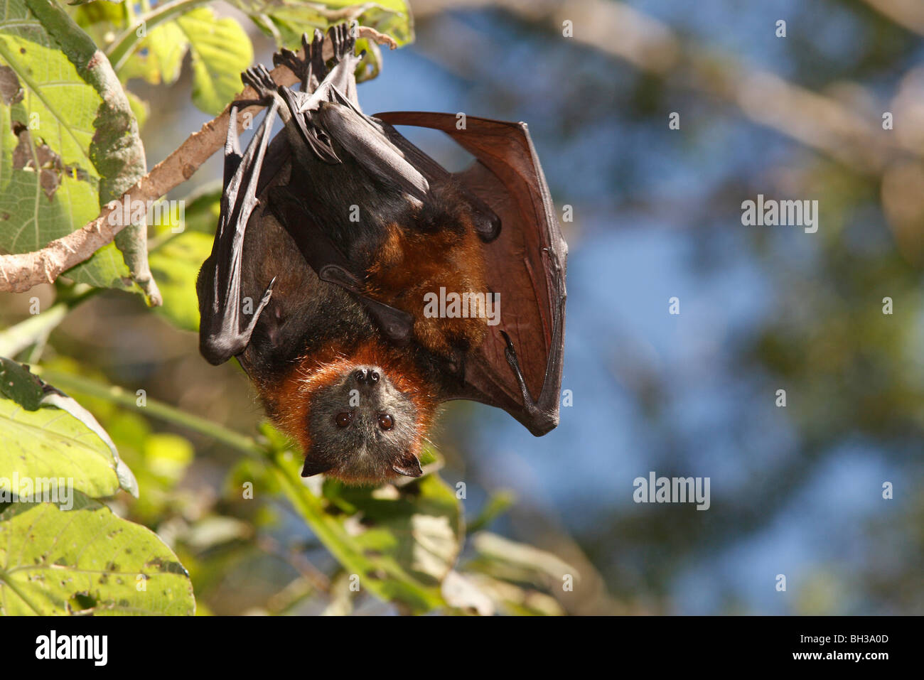 Baby Bat With Mother
