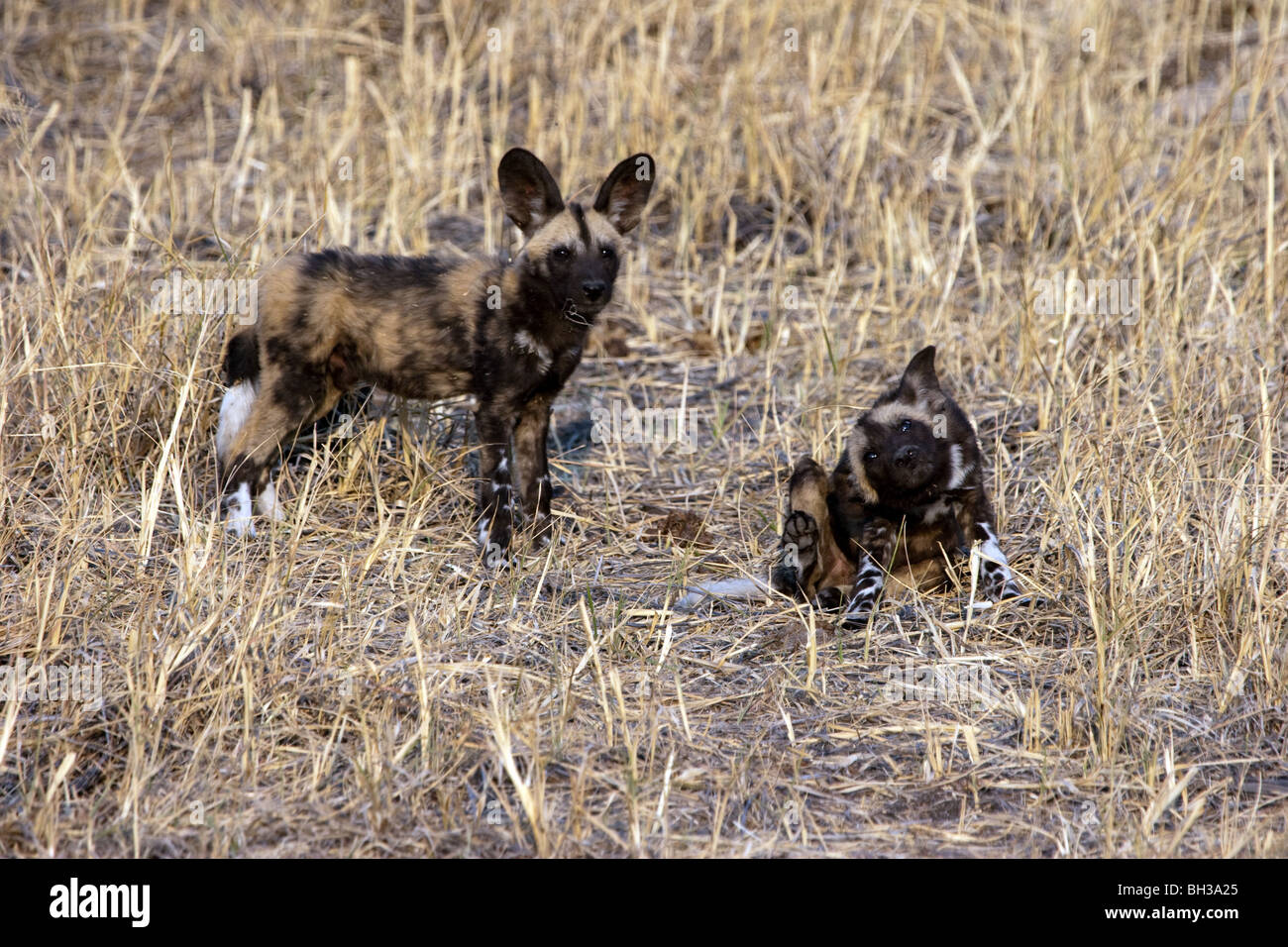 Botswana Wild Dogs African Wild Dog Stock Photo - Alamy