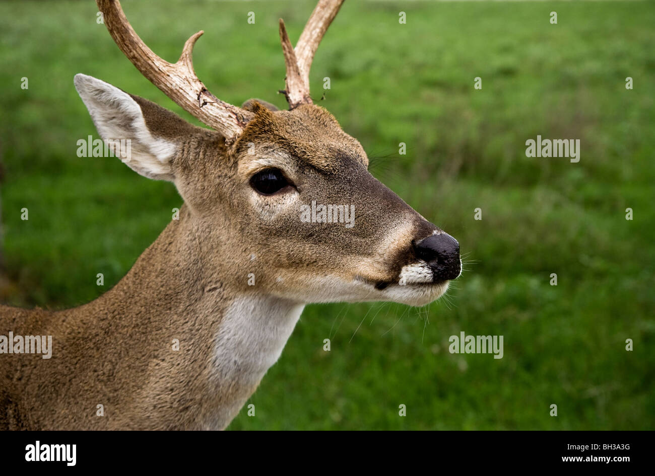 Side by side and head to tail hi-res stock photography and images - Alamy