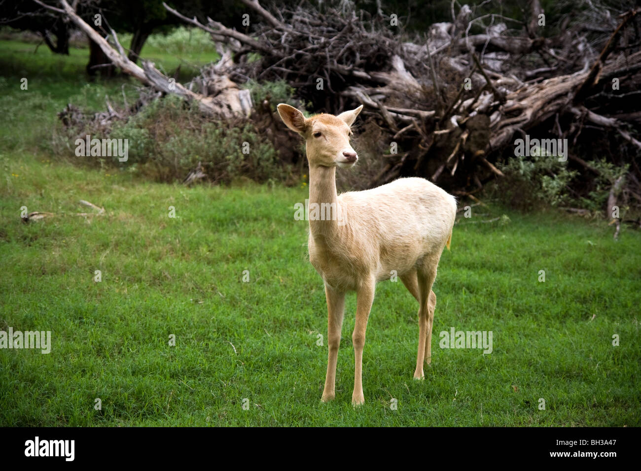 Deer standing hi-res stock photography and images - Alamy