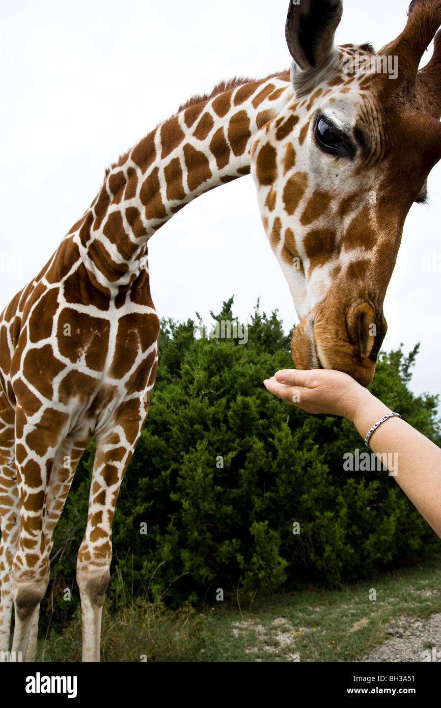 Hand feeding a giraffe hi-res stock photography and images - Alamy