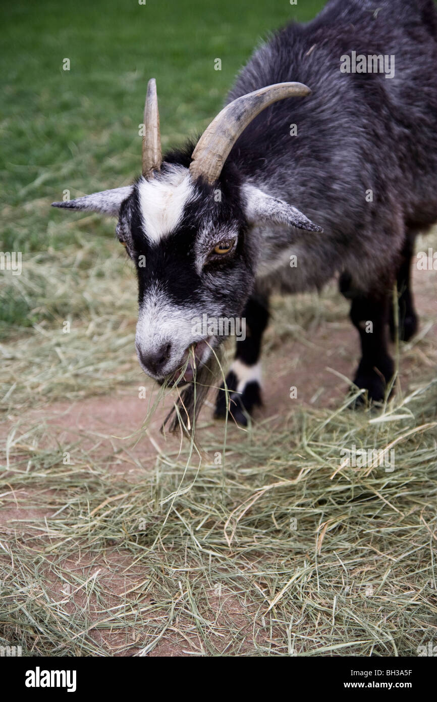African pygmy goat hi-res stock photography and images - Alamy