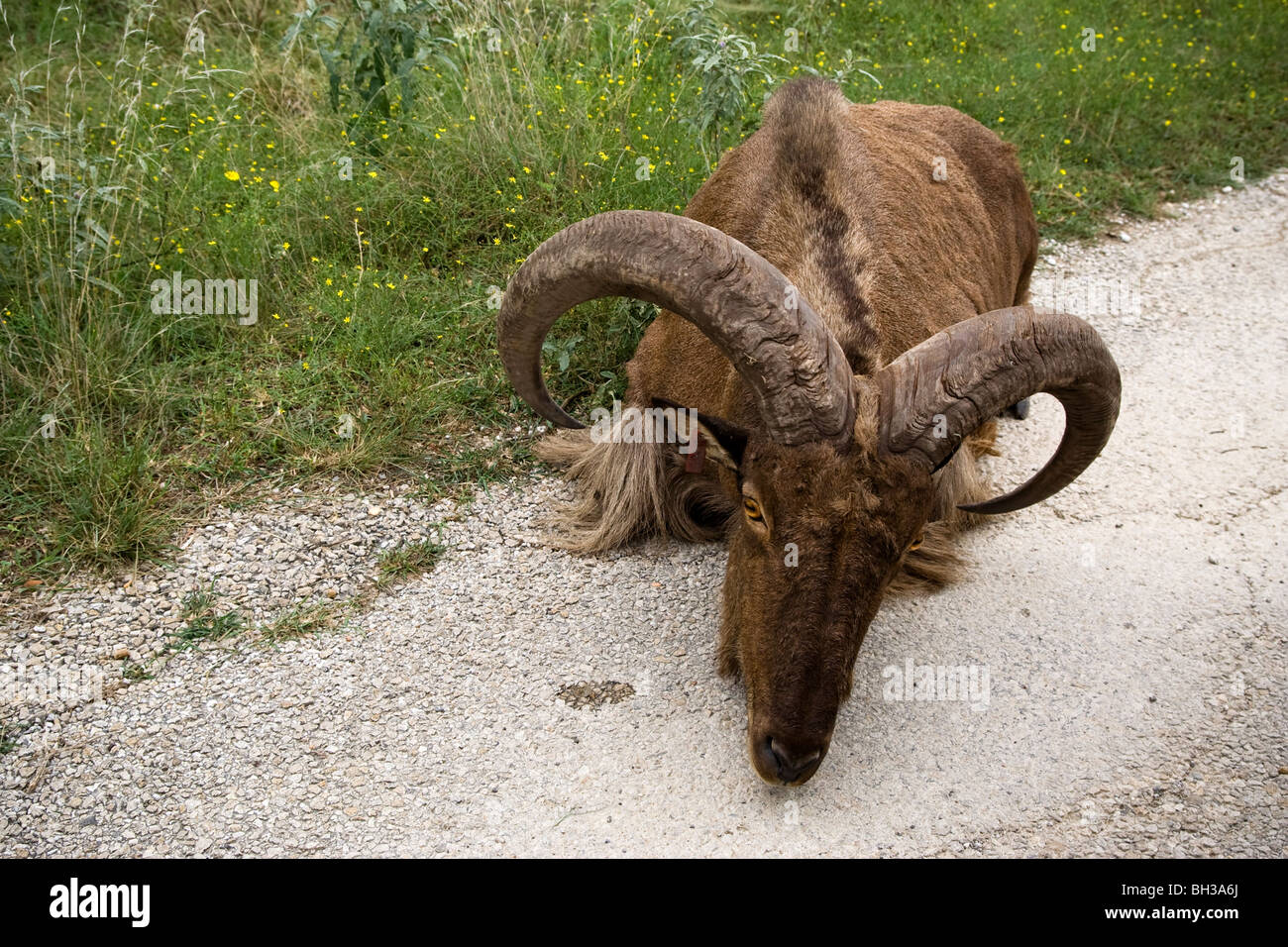 Aoudad sheep hi-res stock photography and images - Alamy