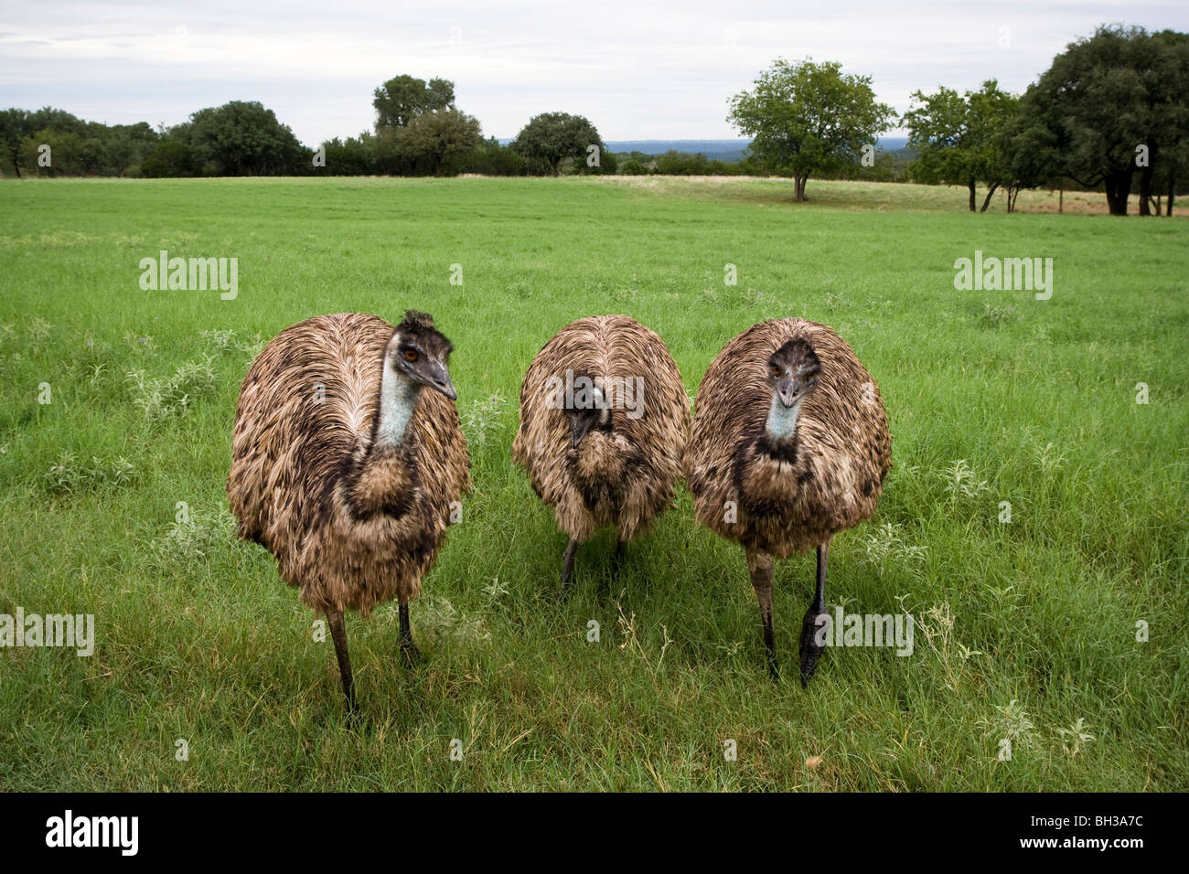 Three Emu standing together in a large grass field Stock Photo - Alamy