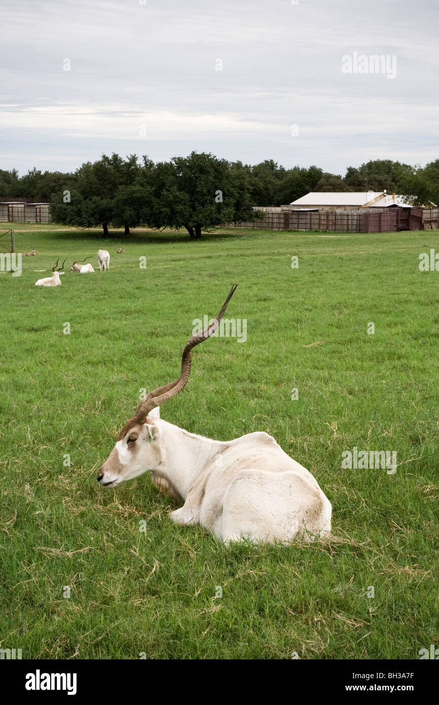 Addax hi-res stock photography and images - Alamy