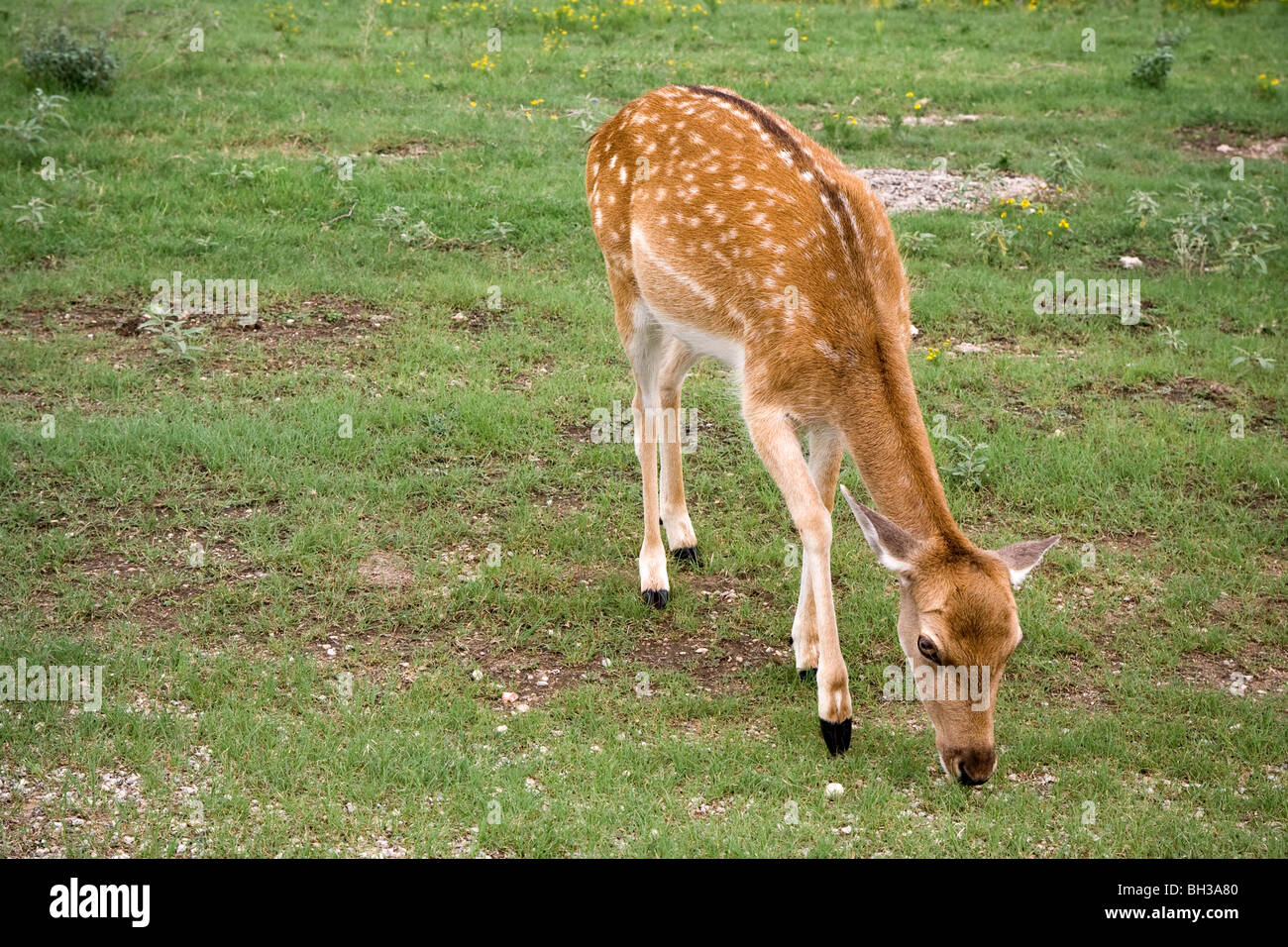 Single deer hi-res stock photography and images - Alamy