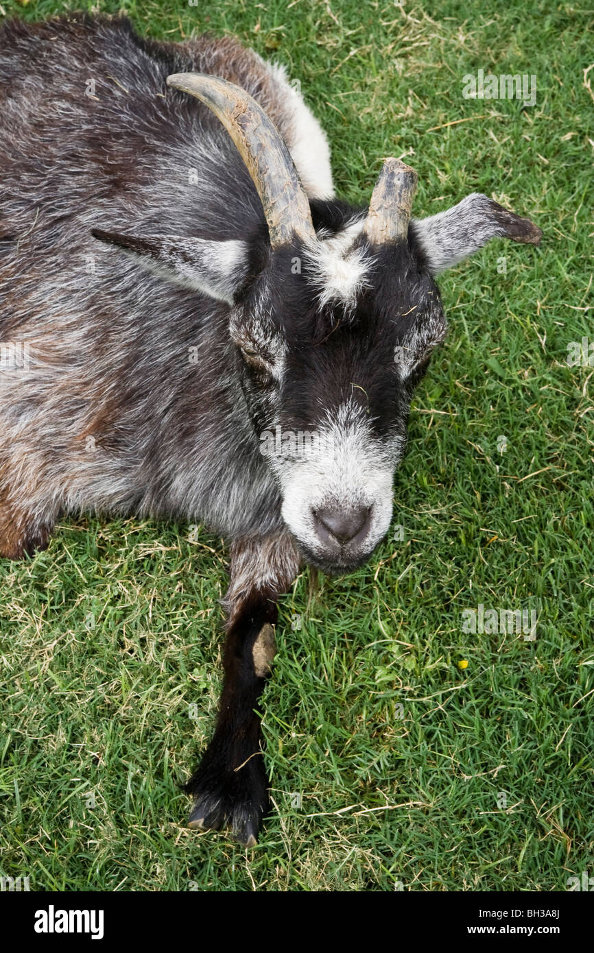African pygmy goat hi-res stock photography and images - Alamy