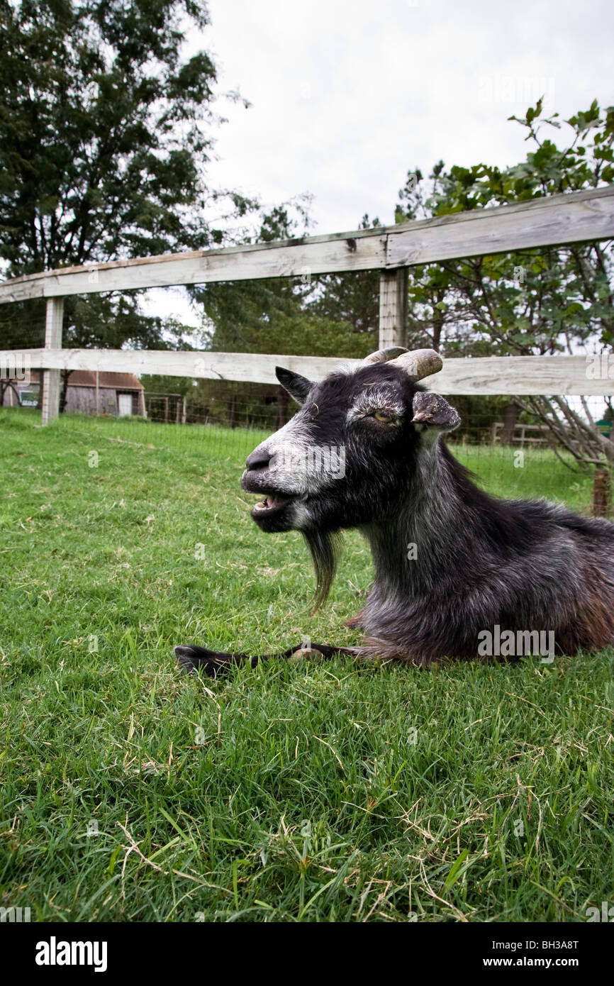African pygmy goat hi-res stock photography and images - Alamy