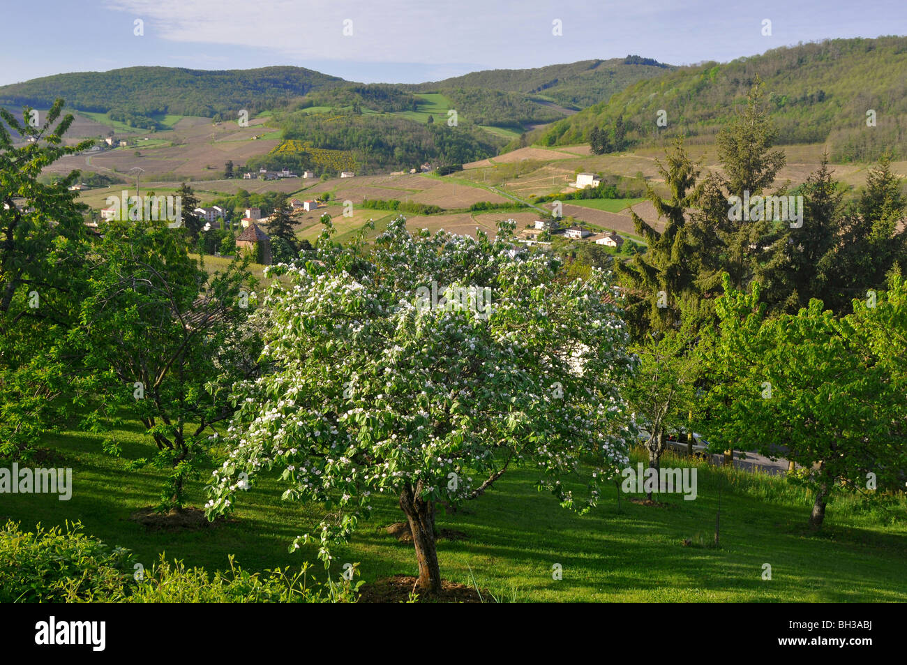 Beaujolais landscape in spring Stock Photo - Alamy