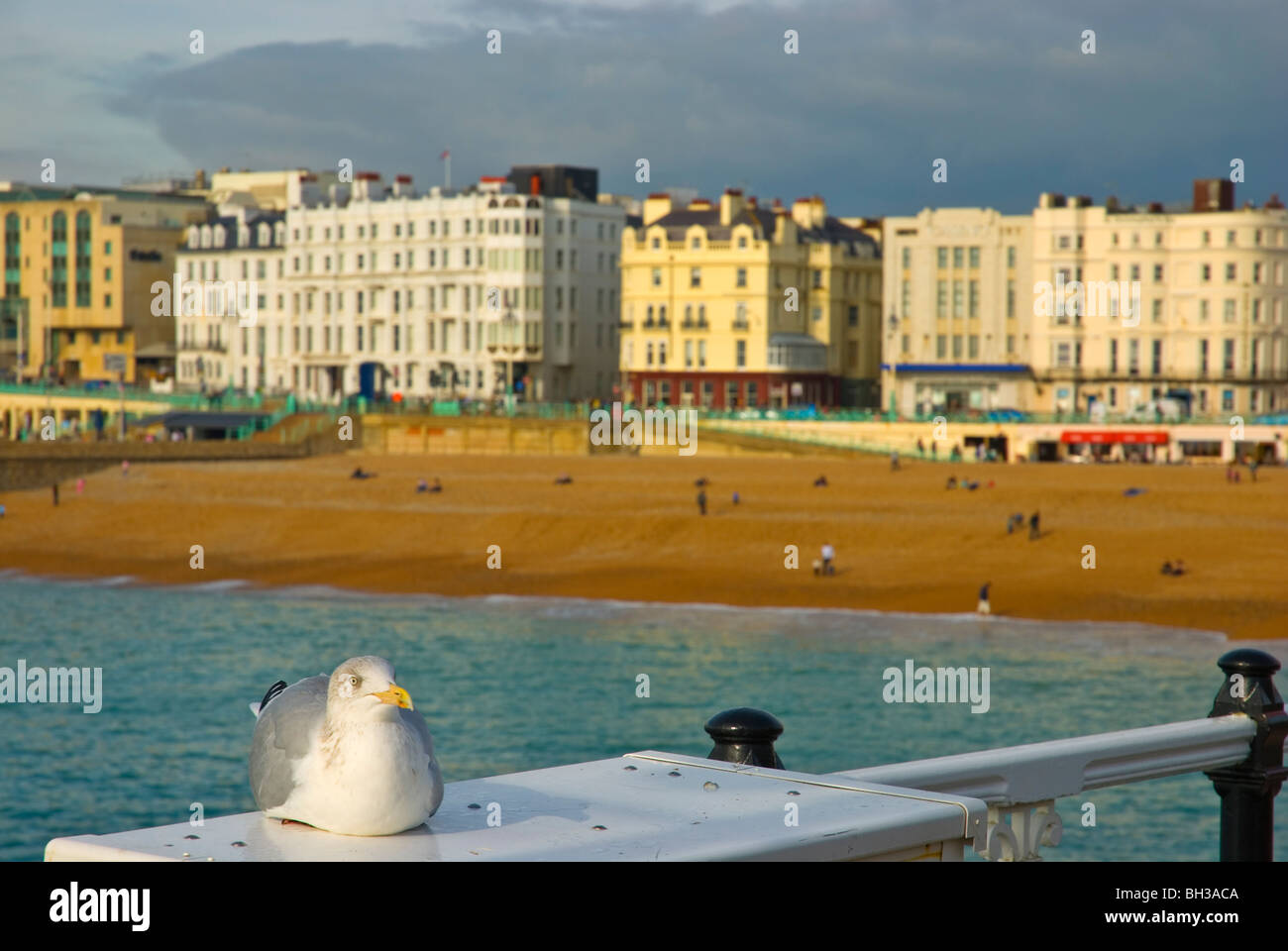 Seagull Brighton Pier central Brighton England UK Europe Stock Photo ...