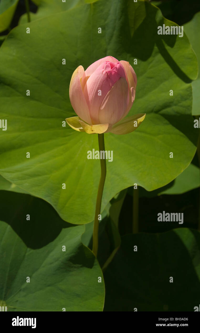 Blossoming lotus flower hi-res stock photography and images - Alamy