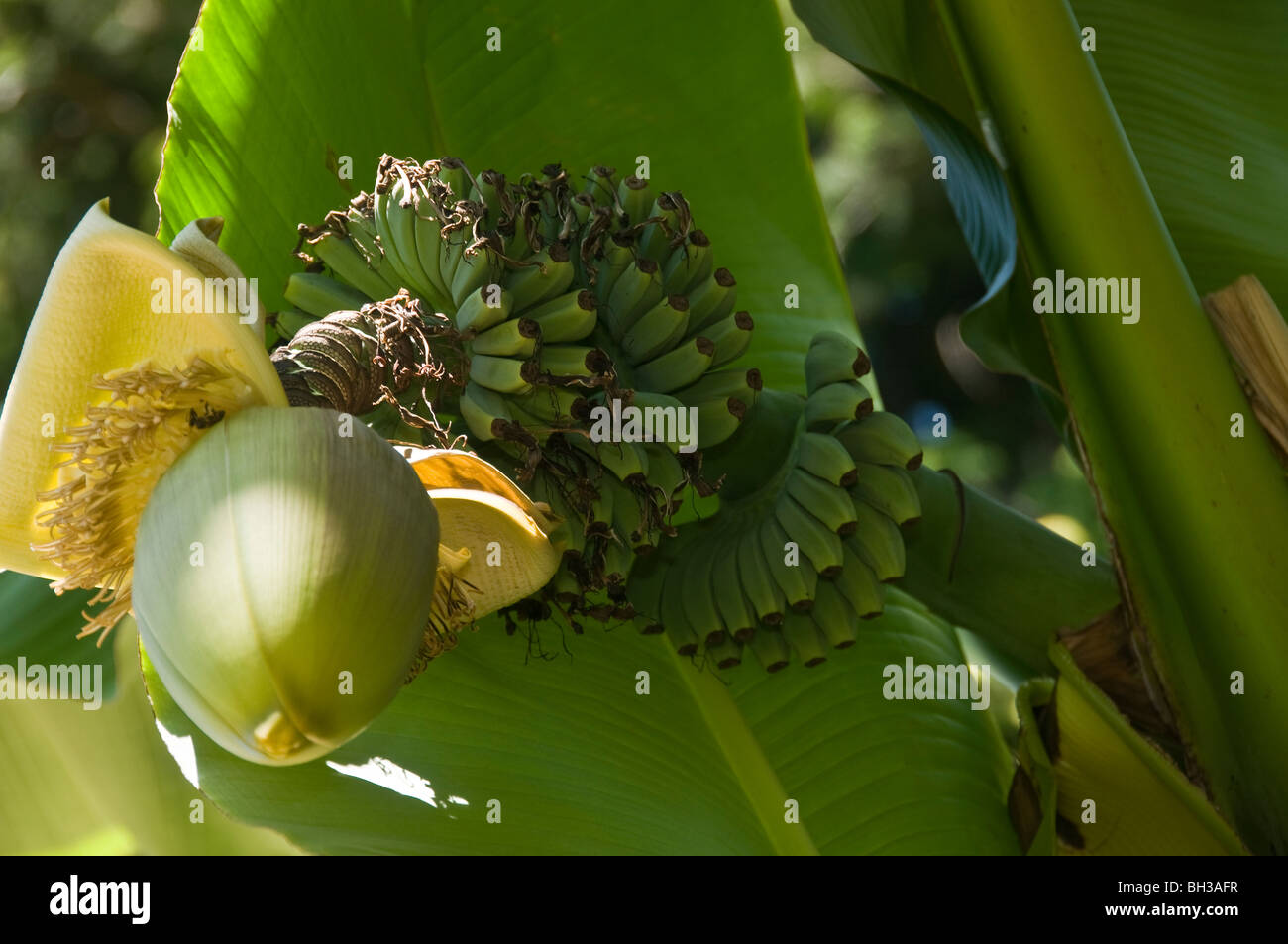 Bananas banana tree hi-res stock photography and images - Alamy