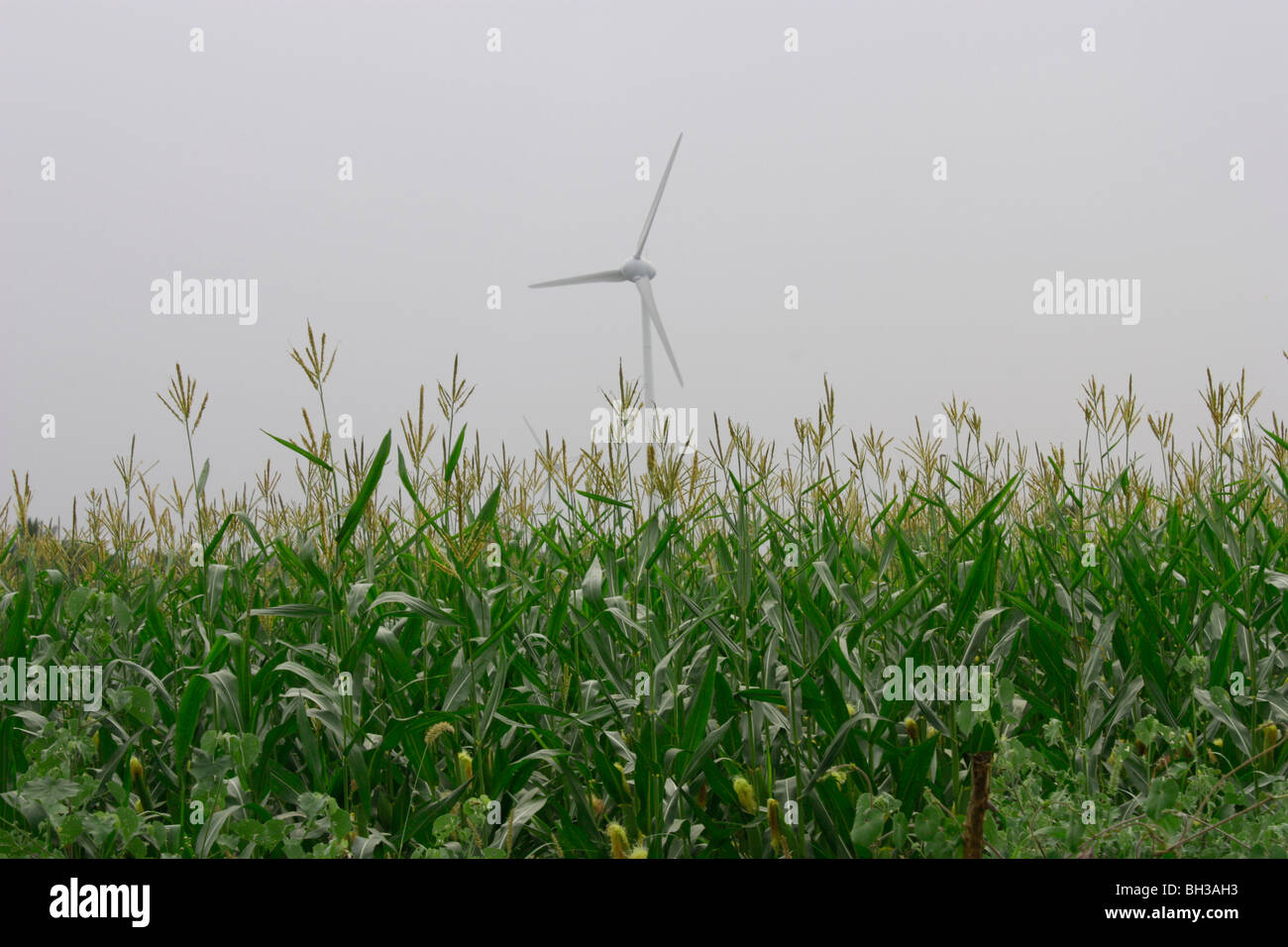 Windmill farm field with picturesque scenery near Pollachi, India Stock ...