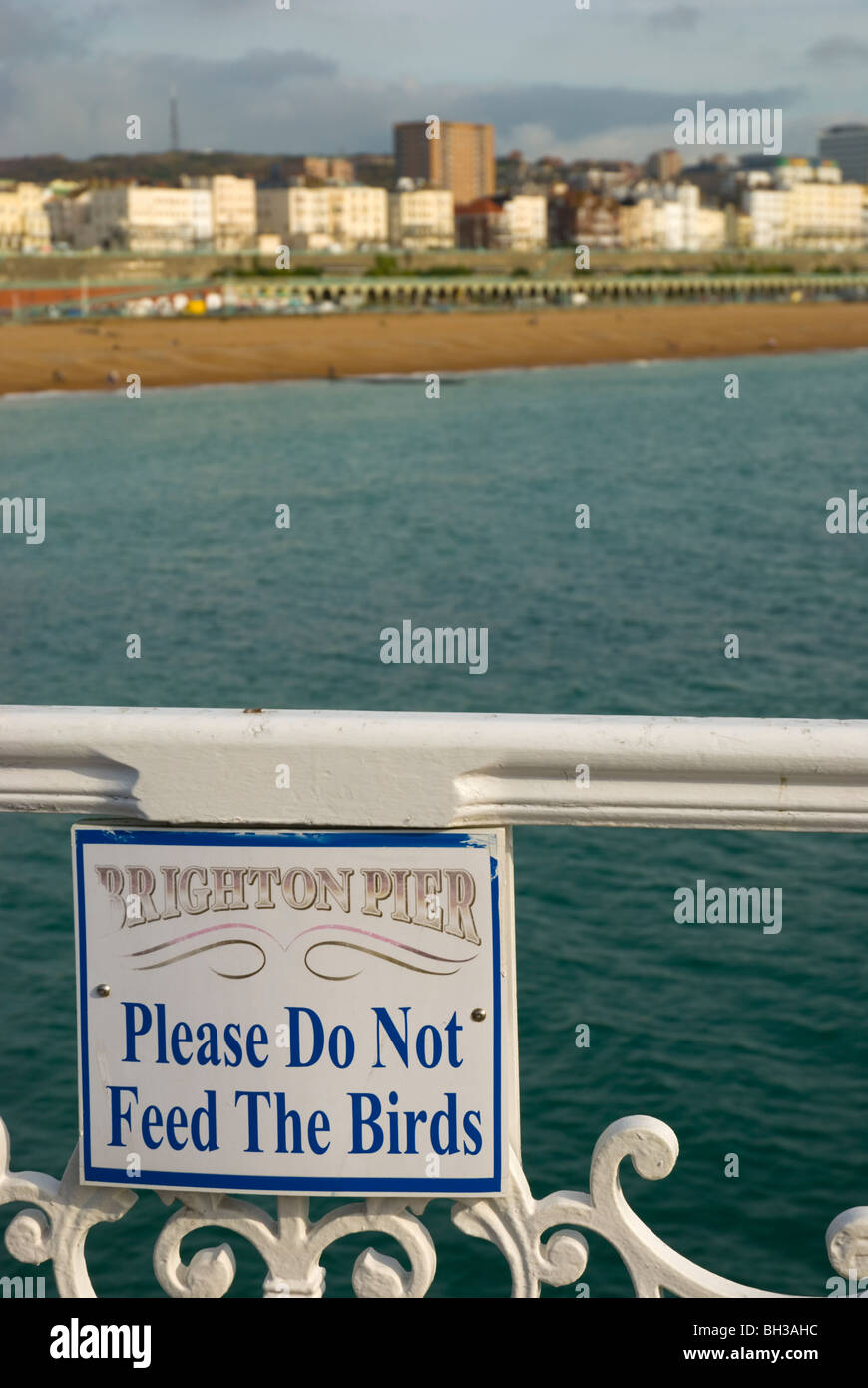 Birds Of Brighton High Resolution Stock Photography and Images - Alamy