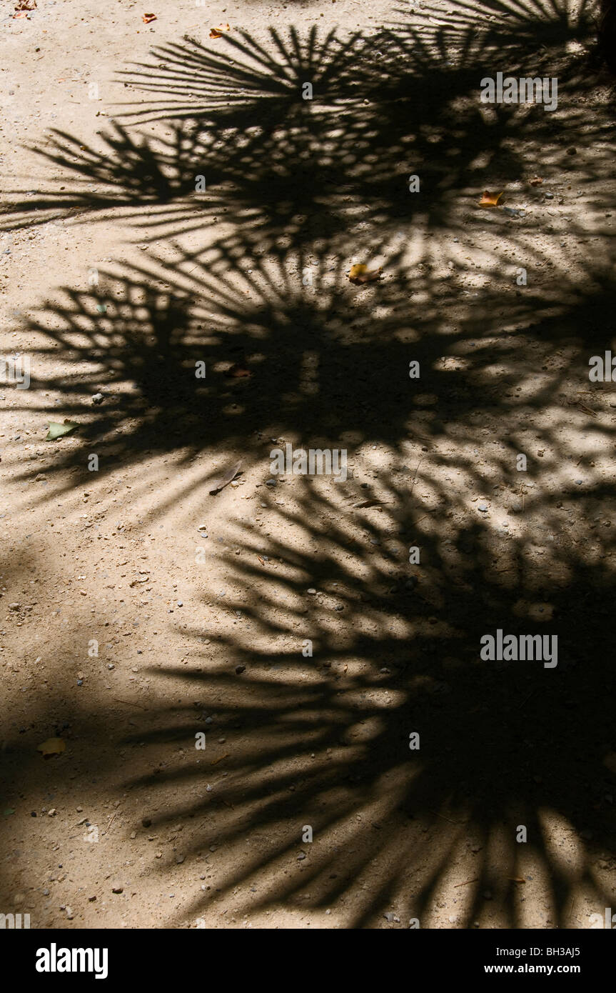 Palm tree shadow Stock Photo - Alamy