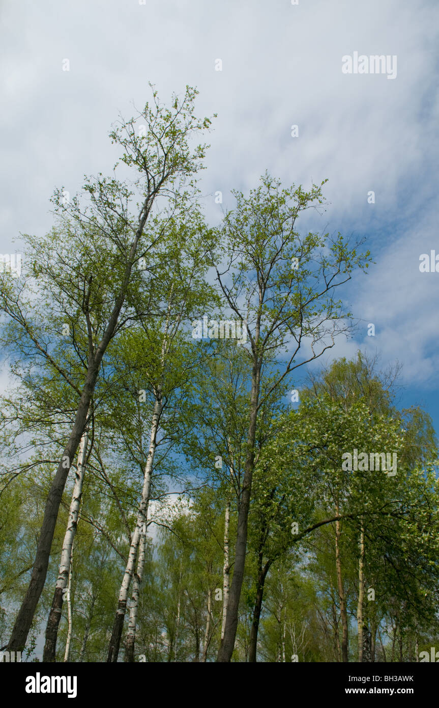 Landscape with birches Stock Photo - Alamy
