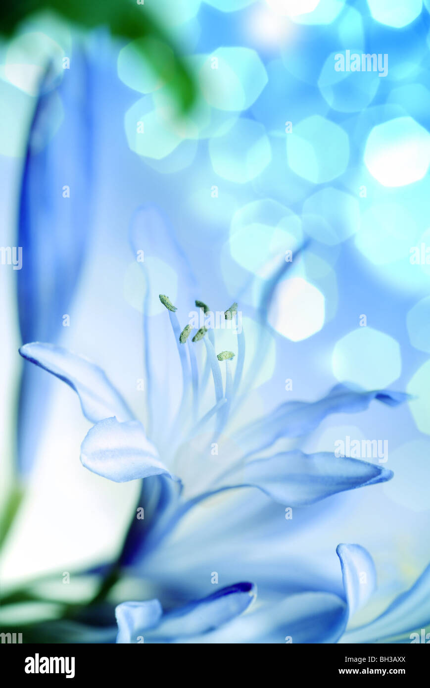 Transpiration flower hi-res stock photography and images - Alamy
