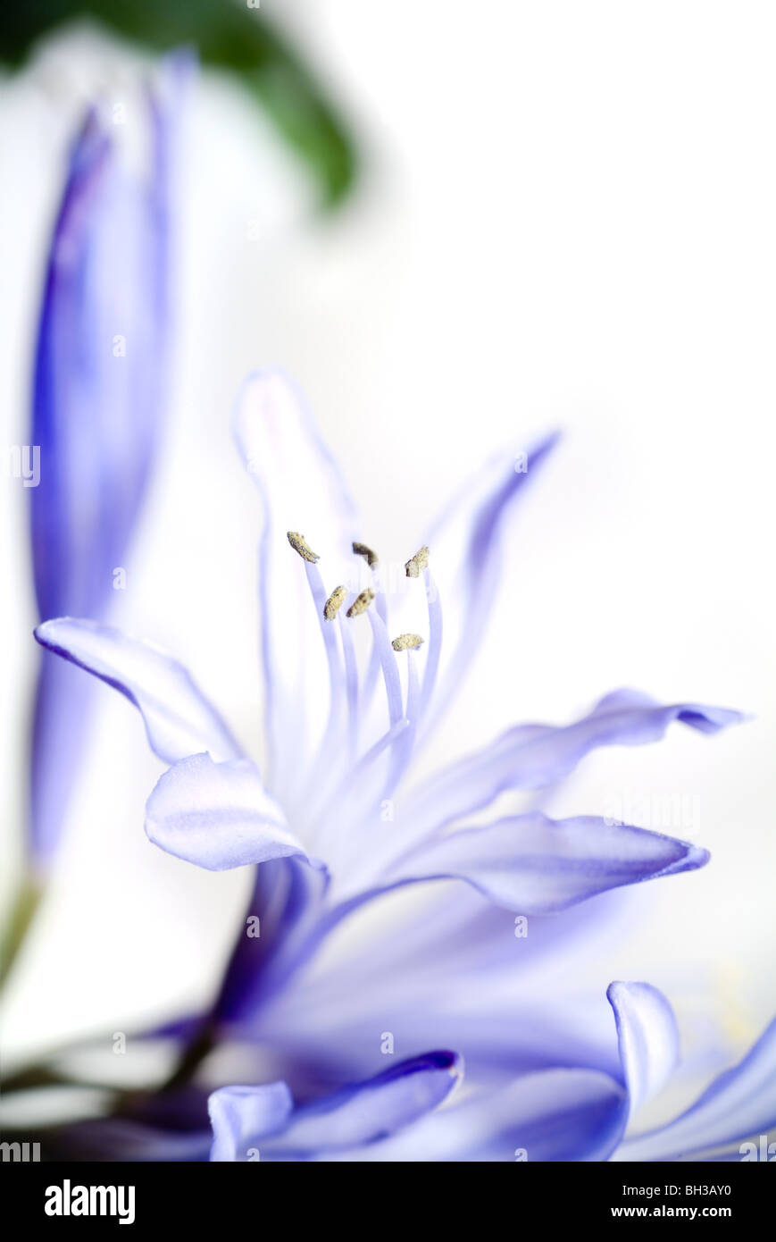 flower. macro/ depth of field Stock Photo - Alamy