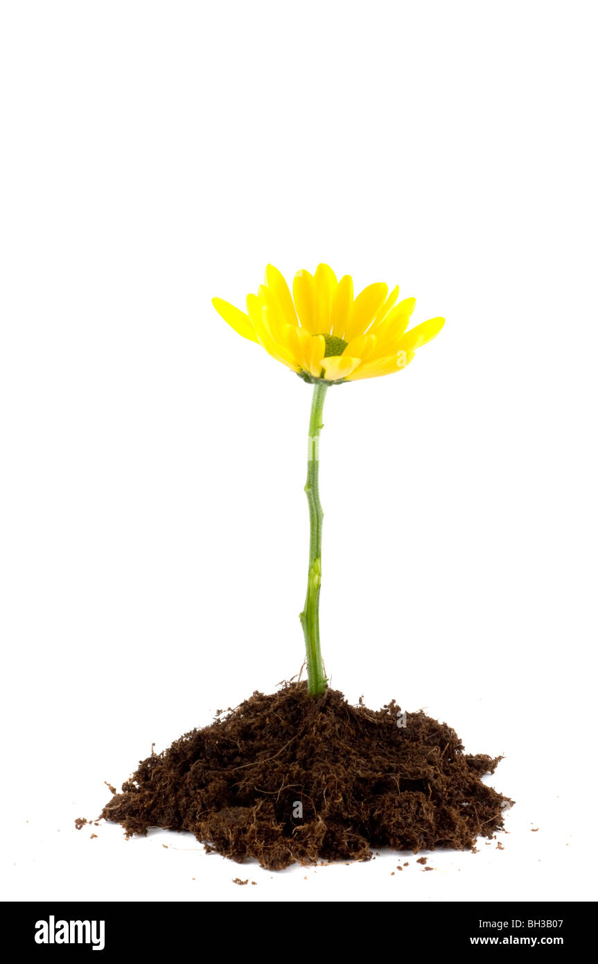 young flower. Isolation on white Stock Photo - Alamy