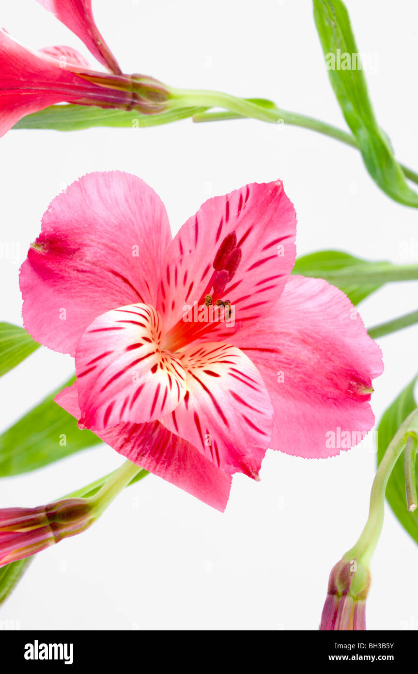 Alstroemeria/ Flower Isolation on white Stock Photo - Alamy