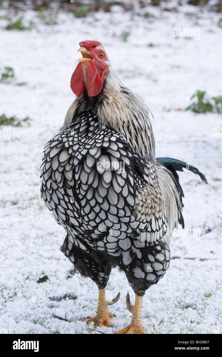 Silver-laced Wyandotte Domestic Poultry (Gallus gallus). Fowl. Cock ...