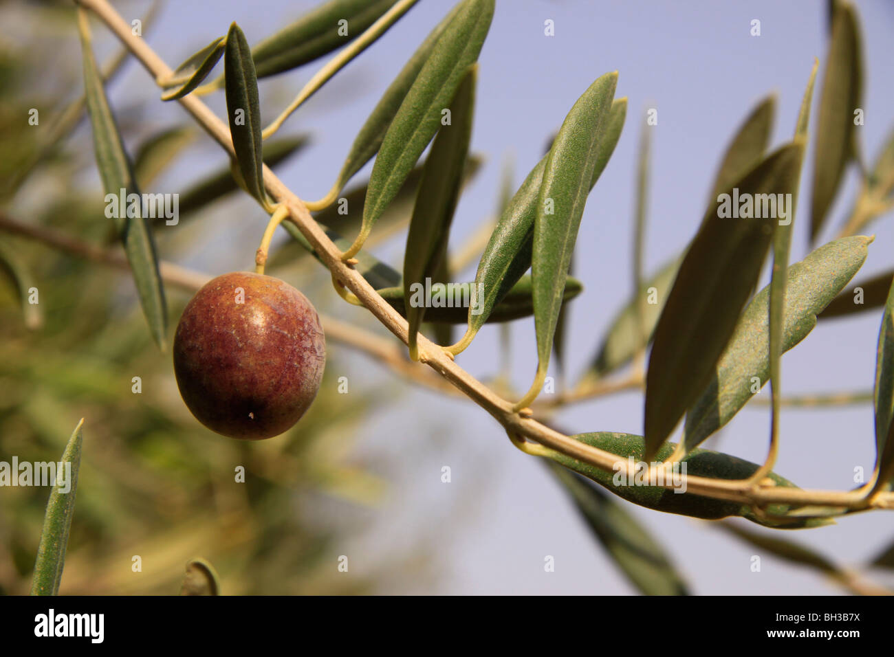 Israel lower galilee fruit tree hi-res stock photography and images - Alamy