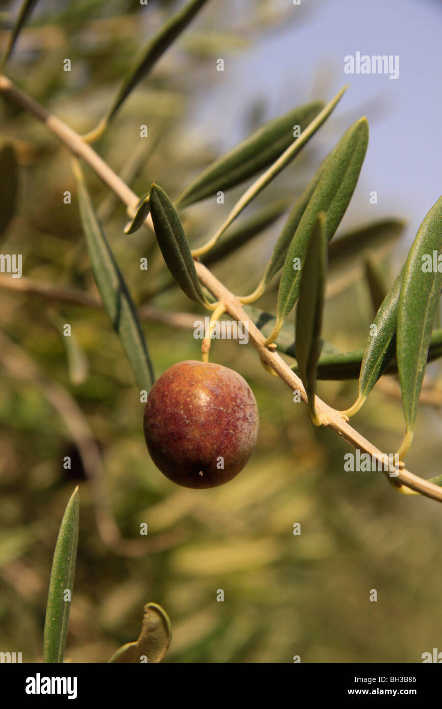 Israel, Sea of Galilee, an olive in Tabgha Stock Photo - Alamy