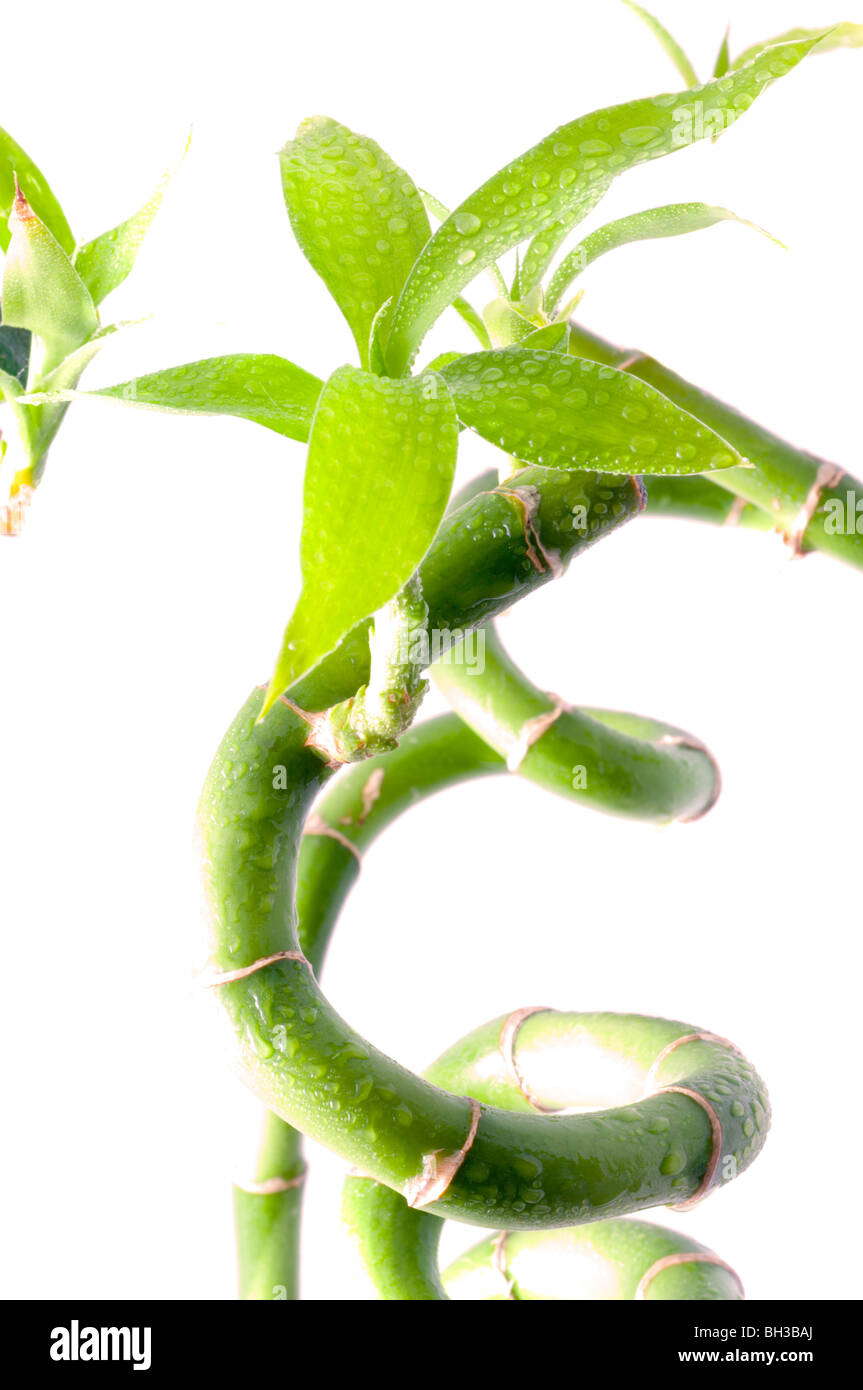 Branch of a bamboo. Isolation on white Stock Photo - Alamy